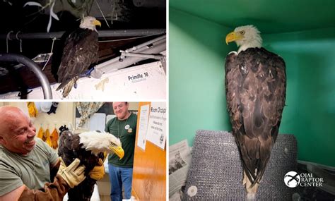 Jackie Underweight But Alert As Friends Of Big Bear Valley Shares New