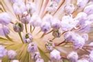 Free Kind Flower Stock Photos Pictures FreeImages