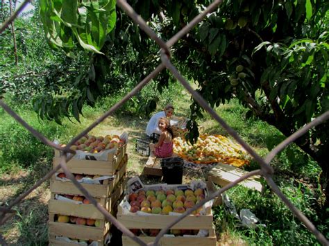 Reaction Of Armenian Exporters To Russias Restrictionsjamnews