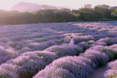 Socals Largest Lavender Field Gears Up For Its 22nd Annual Festival