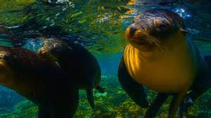 Underwater Sea Lions Nature Footage