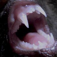 𝑒𝑚𝑖𝑙𝑦 🦇 On X G0mutchi Ughhhh Needy Rookie Leon 😩😩 X