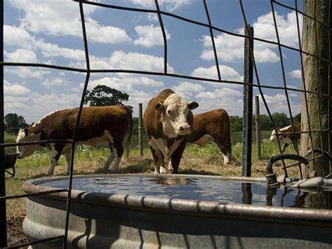 Ndsu To Avoid Poisoning Producers Need Containers Just For Livestock Use