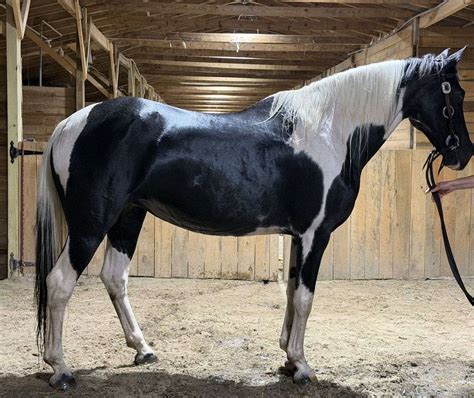 Paris”stunning 151 Hh Gaited Pleasuretrail Mount