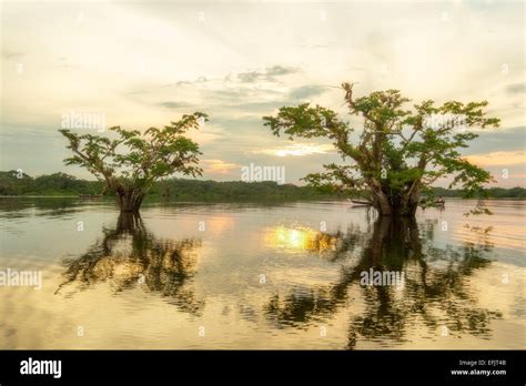 Laguna Grande Cuyabeno Wildlife Reserve Hi Res Stock Photography And