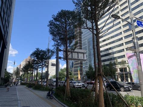 희일이송 마포구가 계속 플라타너스를 베어내고 소나무를 심고 있단다 플라타너스는 일제의 잔재이고 Facebook