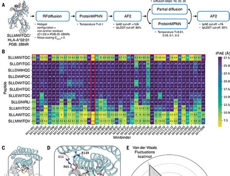 De Novo Designed PMHC Binders Facilitate T Cellmediated Cytotoxicity