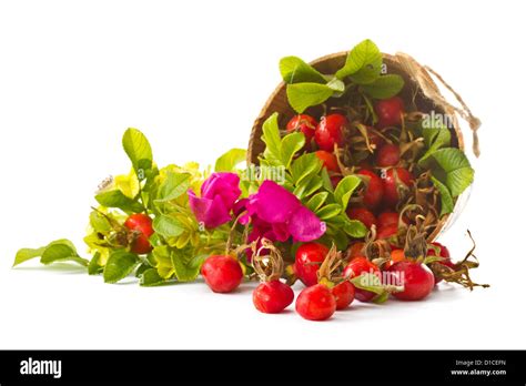 Fruits Wild Rose Cut Out Stock Images Pictures Alamy