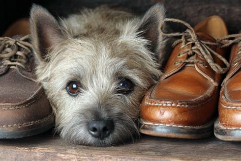 Common Cairn Terrier Behavior Problems And How To Fix Them