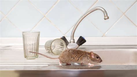 Keep Rats Out Of Your Home This Autumn With 20p Supermarket Product