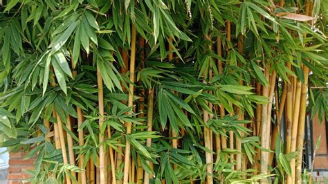 How To Take Care Of Bamboo Must Know Tips For Happy And Healthy Plants