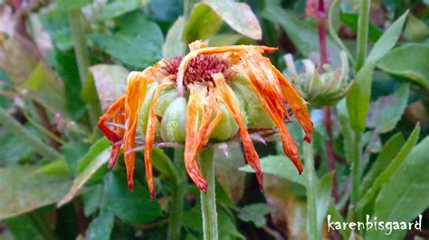 Karen S Nature Photography Marigold Seed Heads