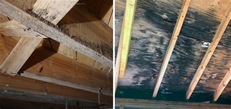 How To Remove Mold From Crawl Space Floor Joists 5 Easy Steps