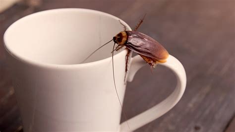 La Reporter Goes Viral After Cockroach Crawls On Her During Live Shot