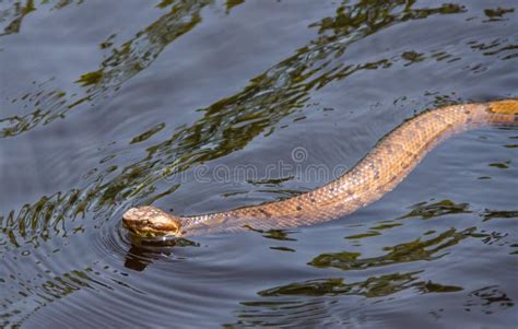25 639 Photos De Snake Outdoor Long Photos De Stock Gratuites Et