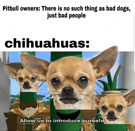 25 Chihuahua Memes That Have No Chill On International Chihuahua