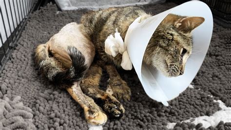 See A Lost Barn Cat Make A Miraculous Return Home