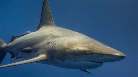 12 Ocean Creatures That Wash Up In Unexpected Places Animals Around