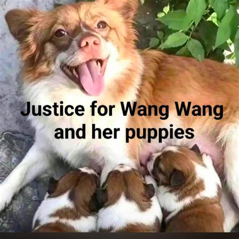 Adelina Quizon Justice For Wang Wang And Her Puppies Facebook