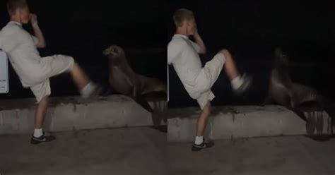 Un Joven Se Declaró Culpable De Un Delito Federal Por Patear A Un Lobo