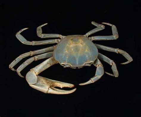 Blue Land Crabs Are Mysteriously Spreading Across North Carolina What