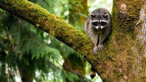 Who Is Jimothy Meet Seattles Latest Racoon Celebrity
