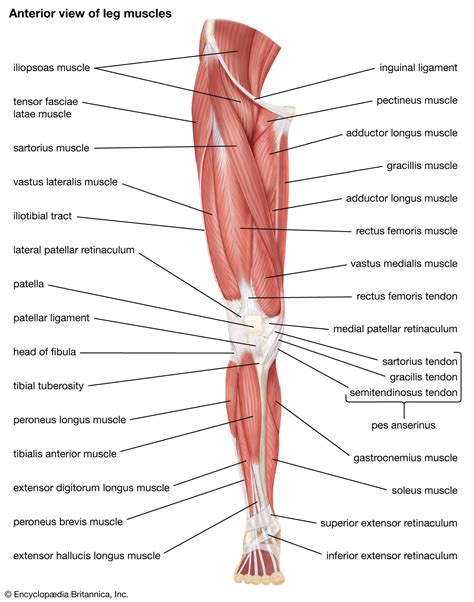Diagram Of The Leg Muscles Muscles Muscle Anatomy Thigh Anat