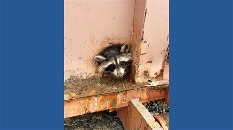 A Real Trash Panda Raccoon Gets Head Stuck In Dumpster While