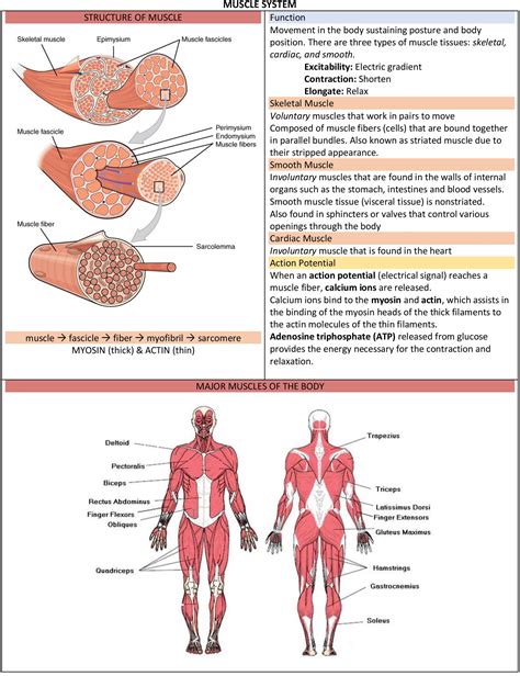 Muscle System Structure Types Functions Major Muscles Of The Human Body