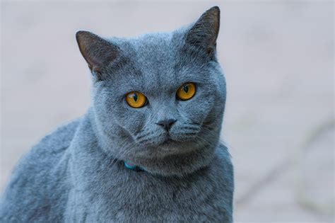 Printable Cat Pictures Uk Hub