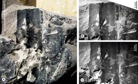 24 Million Year Old Kewda Fossils Found In Assam Show Plant Older Than