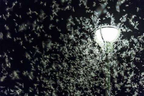 Perché gli insetti sono attirati dalla luce In realtà sono disorientati