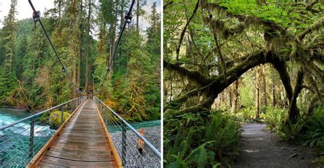 Quiet Forest Trails In Olympic National Park