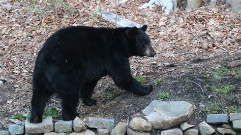 Bears Spotted In Bound Brook South Brunswick Green Brook