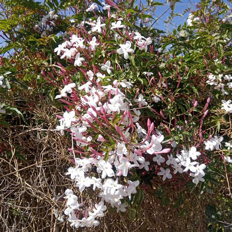 What To Do With Jasmine In August 6 Tasks Thatll…