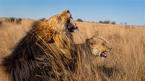 A Male Lions Roar Broke The Silence