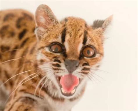 The Worlds First New Cat Species In 100 Years Has Just Emerged From