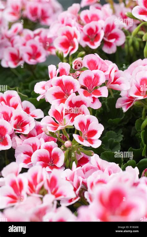 Pink White Summer Flowers Hi Res Stock Photography And Images Alamy