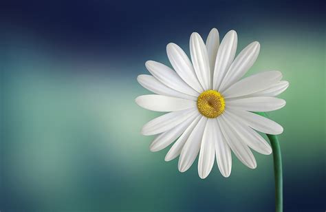 Free Yellow Center Flower Nature Images Pixabay