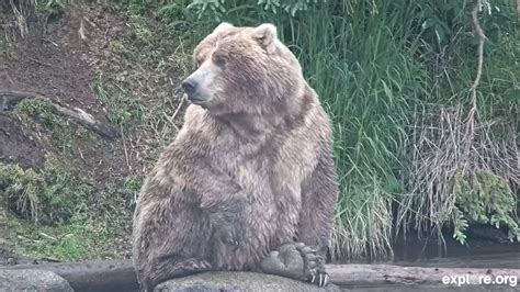 New Champion Crowned In Fat Bear Week 2026