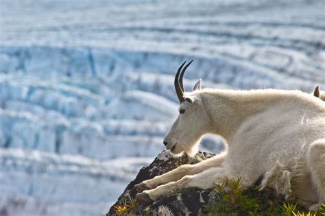 Close Up Of A Female Mountain Goat Lying On A Hillside With Exit