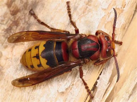 12 Dangerous Stinging Insects In Washington State With Pictures