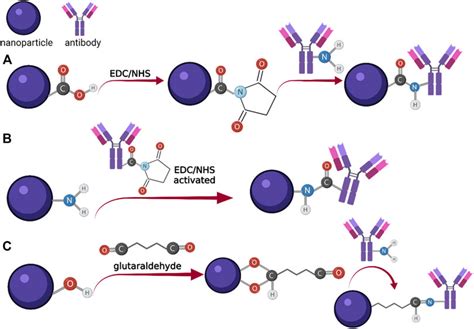 Frontiers Latest Trends In Lateral Flow Immunoassay Lfia Detection