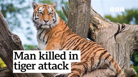 A Man Has Died After A Tiger Attack At Uk Wildlife Park