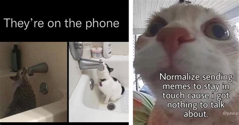 23 Cat Memes Swapping Saturday With Caturday For Pure And Precious
