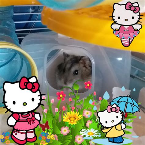 香港貓店長關注組2 0 又有新嘢爪😸😸 Facebook