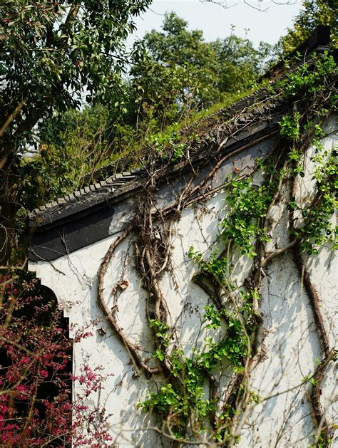 건축 경치 경치가 좋은 계절 고요한 고요함 나무 나뭇잎 날씨 녹색 녹지 동양 동양 건축 디자인 명상적인 무성한 문화 유산 문화적 미적으로