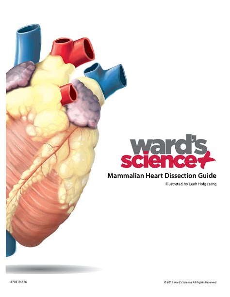 Heart Dissection Guide Illustrated Review For Science Course Studocu