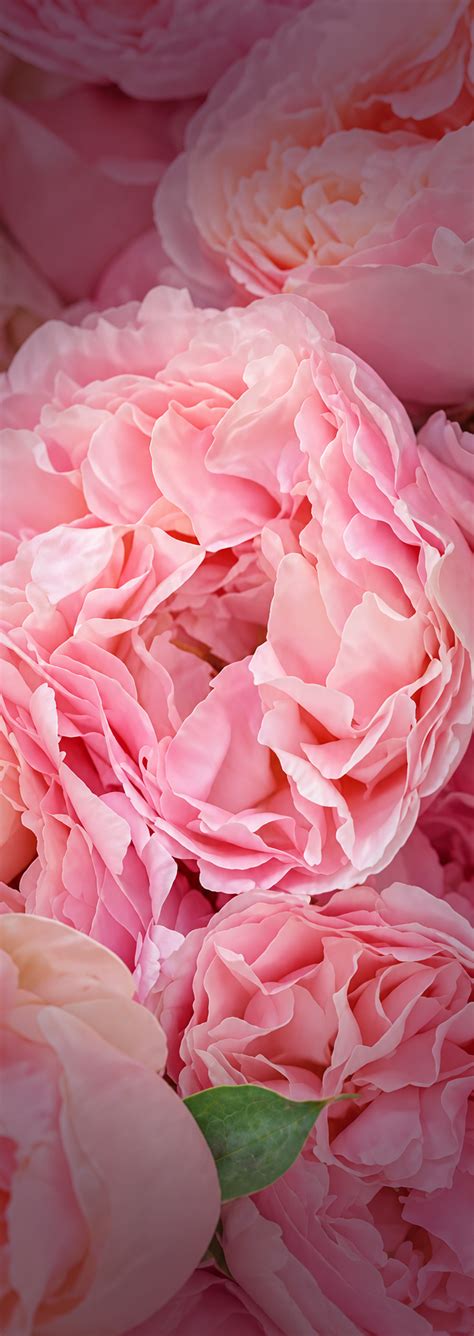Brick House® Bare Root Rose Bush Grace Rose Farm