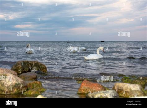 Ducks Swim In Baltic Sea Hi Res Stock Photography And Images Alamy